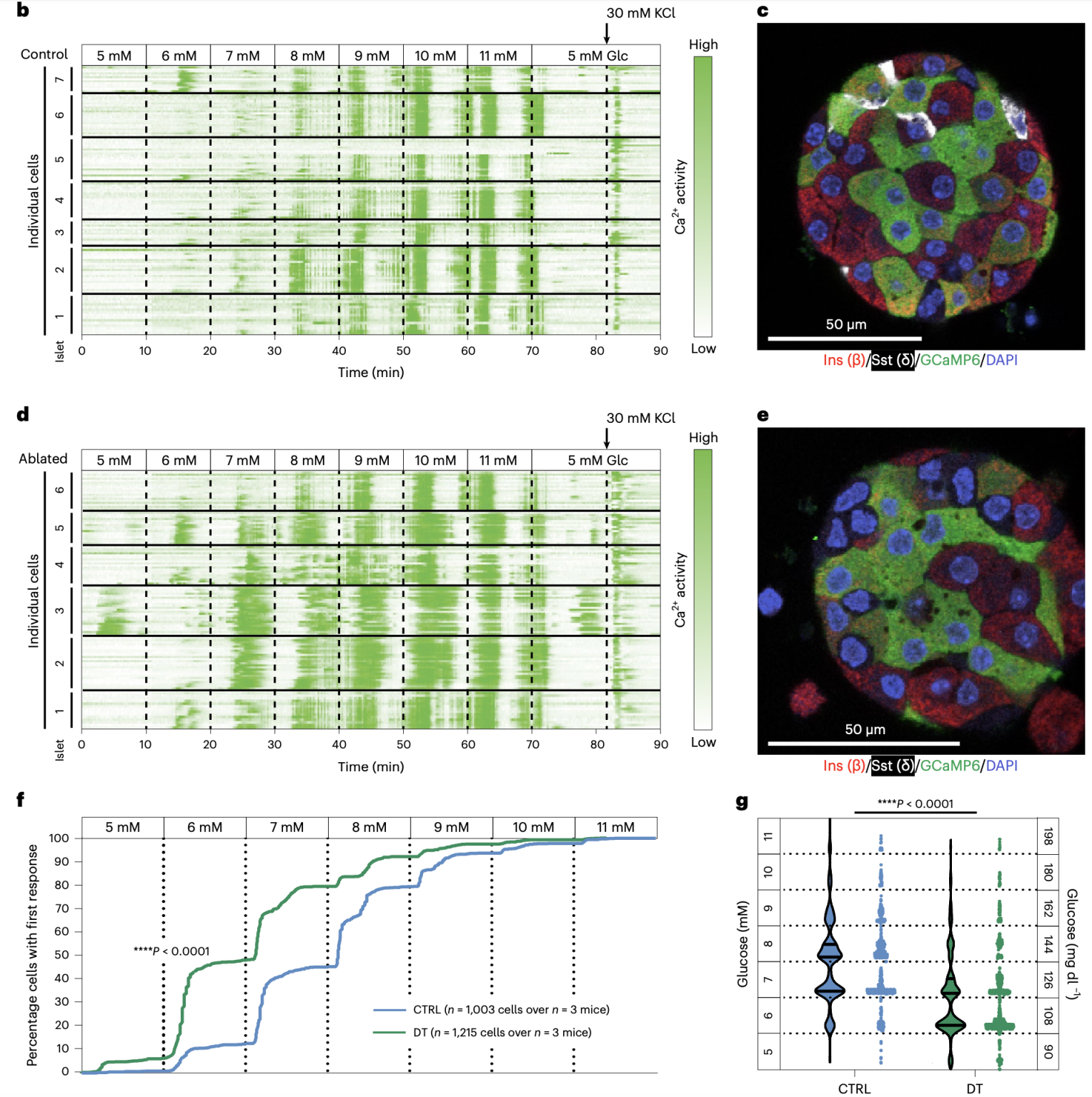 Journal Club: Paracrine signalling by pancreatic δ cells determines the ...