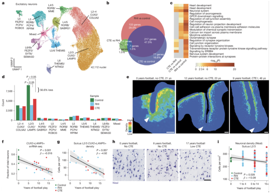 Journal Club: Repeated head trauma causes neuron loss and inflammation ...