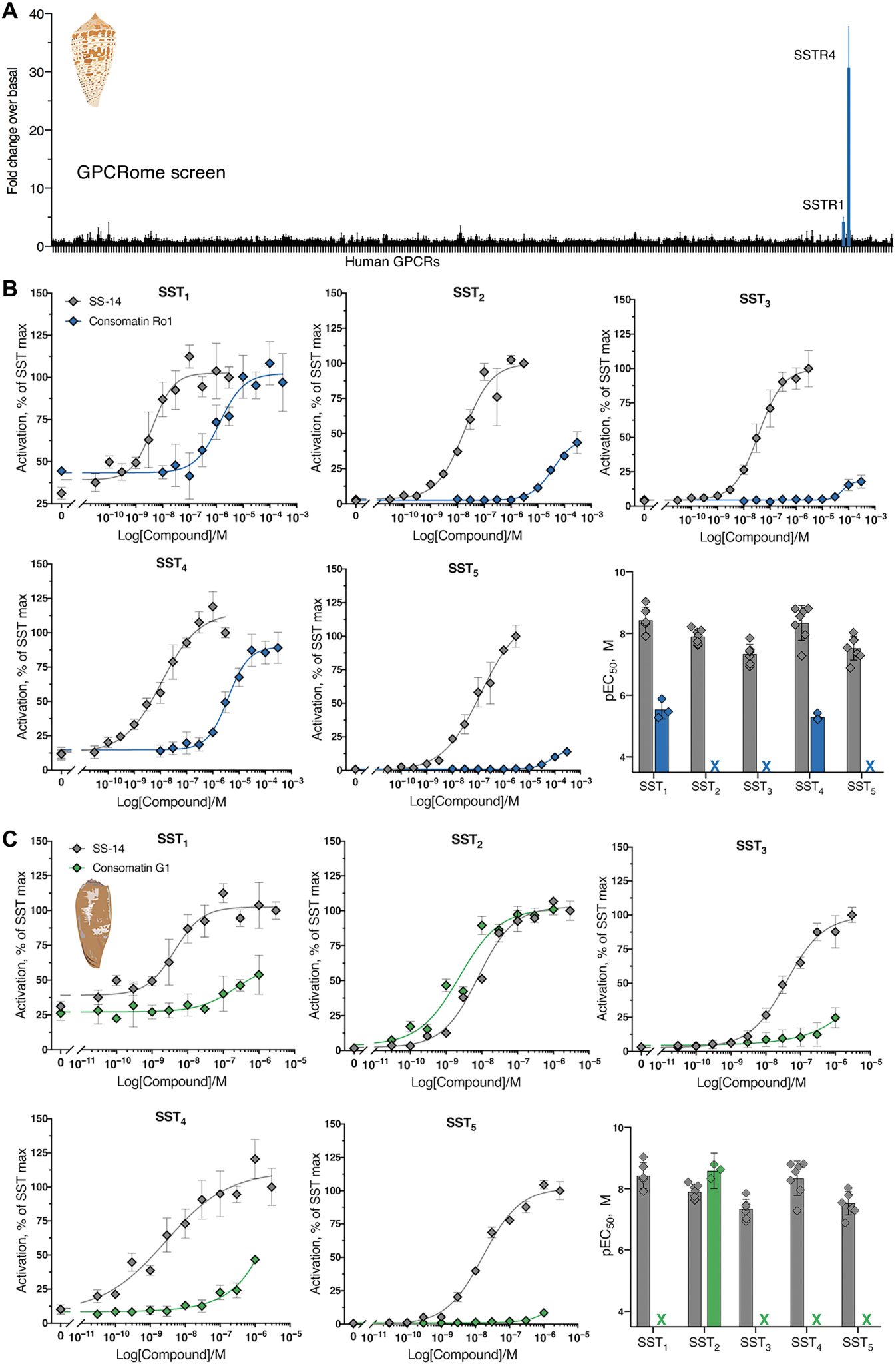 Journal Club: Somatostatin venom analogs evolved by fish-hunting cone ...